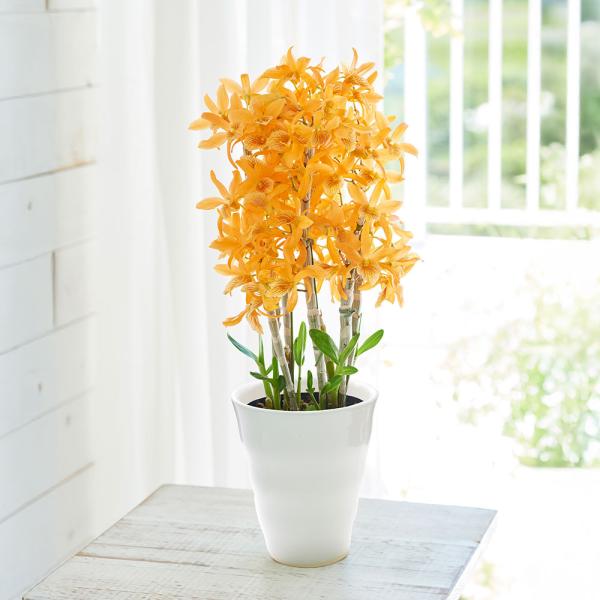 ■お届け2026/5/6 から 2026/5/10まででご指定ください※お届け日指定締切 2026/4/30 以降は指定不可■注文締切2026/05/07　14:00まで珍しいオレンジの花をたくさん咲かせる希少品種のデンドロビウム「ファイヤ...