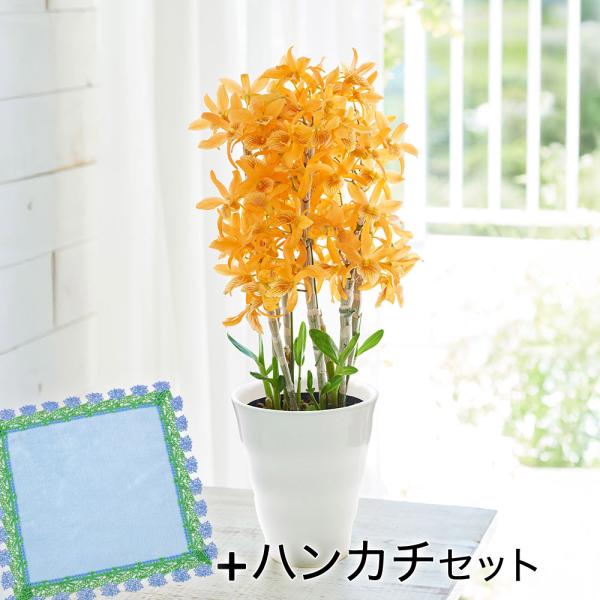 ■お届け2026/5/6 から 2026/5/10まででご指定ください※お届け日指定締切 2026/4/30 以降は指定不可■注文締切2026/04/30　14:00まで珍しいオレンジの花をたくさん咲かせる希少品種のデンドロビウム「ファイヤ...