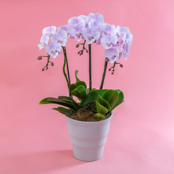 ■お届け2026/5/6 から 2026/5/10まででご指定ください※お届け日指定締切 2026/4/30 以降は指定不可■注文締切2026/05/07　14:00まで上質な胡蝶蘭生産で名高く、日本フラワー・オブ・ザ・イヤー特別賞など数々...