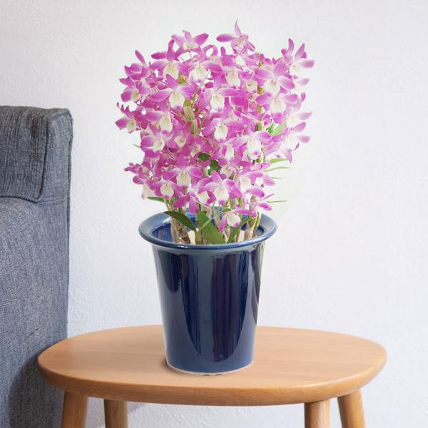 ■お届け2026/5/6 から 2026/5/10まででご指定ください※お届け日指定締切 2026/4/30 以降は指定不可■注文締切2026/05/07　14:00まで花びらをピンクに染め、たくさんの花を咲かせるデンドロビウム「ハマナレイ...