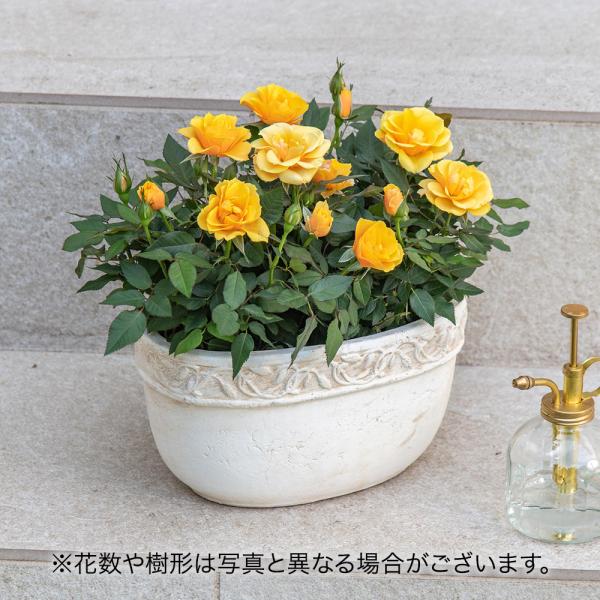 ■お届け 5日後以降でご指定可■注文締切2026/03/26　14:00まで高品質で美しいミニバラの生産に定評がある日本有数のバラ園「セントラルローズ」から産地直送でお届けします。代表の大西隆氏は意欲的に個性豊かな新品種の栽培を手がけ、20...