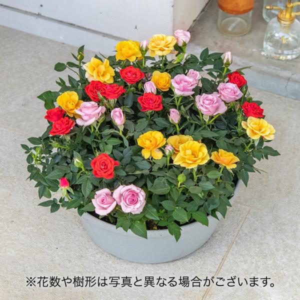 ■お届け 5日後以降でご指定可■注文締切2026/03/26　14:00まで高品質なミニバラで名高い、日本有数の生産地セントラルローズから、その季節に一番きれいな赤・ピンク・黄色の品種を選抜し、ボリュームいっぱいの寄せ植えにしてお届けいたし...