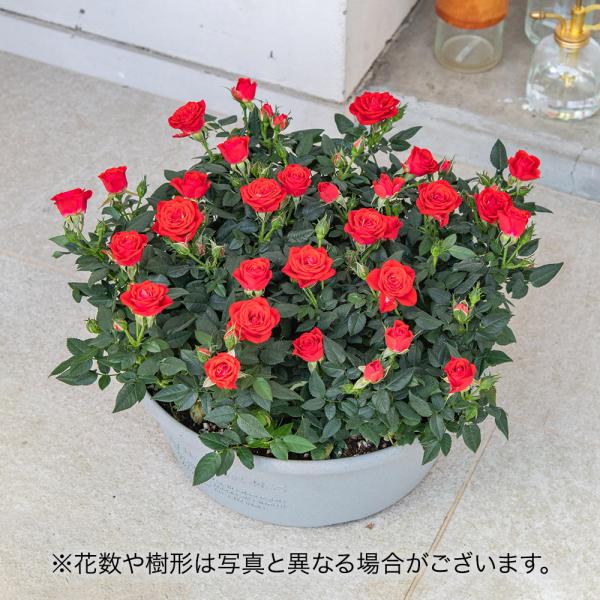 ■お届け 5日後以降でご指定可■注文締切2026/03/26　14:00まで高品質なミニバラで名高い、日本有数の生産地セントラルローズから、その季節に一番きれいな赤の品種を選抜し、ボリュームいっぱいの寄せ植えにしてお届けいたします。豪華なミ...