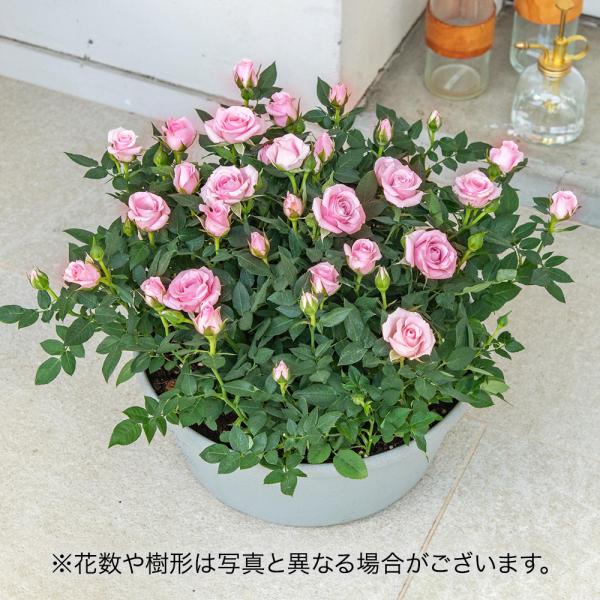 ■お届け 5日後以降でご指定可■注文締切2026/03/26　14:00まで高品質なミニバラで名高い、日本有数の生産地セントラルローズから、その季節に一番きれいなピンクの品種を選抜し、ボリュームいっぱいの寄せ植えにしてお届けいたします。豪華...