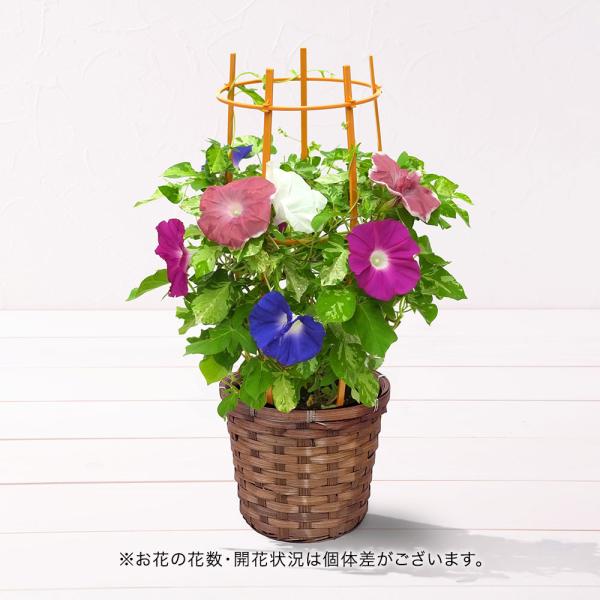■お届け2026/7/1 から 2026/7/15まで 5日後以降でご指定可■注文締切2026/07/10　14:00まで日本の夏を感じさせる朝顔。夏から秋にかけて美しい花を咲かせます。中国から伝わった朝顔を日本で品種改良してきたものが「日...