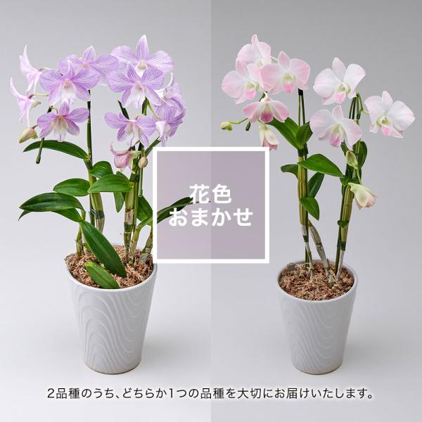 ■お届け2026/7/1 から 2026/9/30まで 5日後以降でご指定可■注文締切2026/09/25　14:00まで和饗エコファーム株式会社は「持続可能な農業の実現」を目指し、地域から排出される食品残渣などの有機性廃棄物を微生物の力で...
