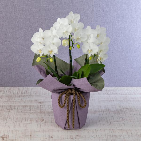 ■お届け 5日後以降でご指定可■注文締切2027/11/25　14:00まで胡蝶蘭をコンパクトサイズに仕立てた白のミディ胡蝶蘭です。日比谷花壇のバイヤーが厳選してお届けいたします。気品のある白のミディ胡蝶蘭はお供え用としてのご用途におすすめ...