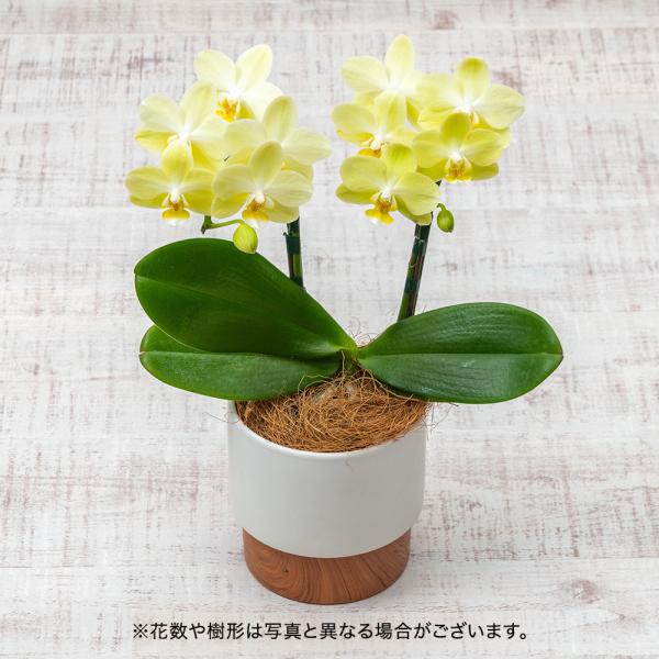 ■お届け 5日後以降でご指定可■注文締切2026/06/25　14:00まで定番のミディ胡蝶蘭です。色目のかわいい黄色の品種でお届けします。