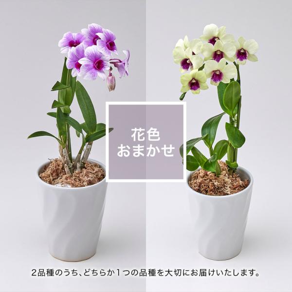 ■お届け2026/7/6 から 2026/9/30まで 5日後以降でご指定可■注文締切2026/09/25　14:00まで和饗エコファーム株式会社は「持続可能な農業の実現」を目指し、地域から排出される食品残渣などの有機性廃棄物を微生物の力で...