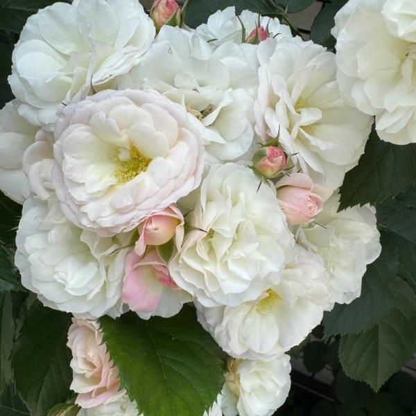 苗の生育状況により、出荷時期が前後することがございます。メーカーより直送のため、バラ苗以外の商品との混載での配送は出来ません。4鉢まで同一配送料です。5鉢以上は追加料金が発生します。配送地域によっては冬季の配送ができない場合があります。その...