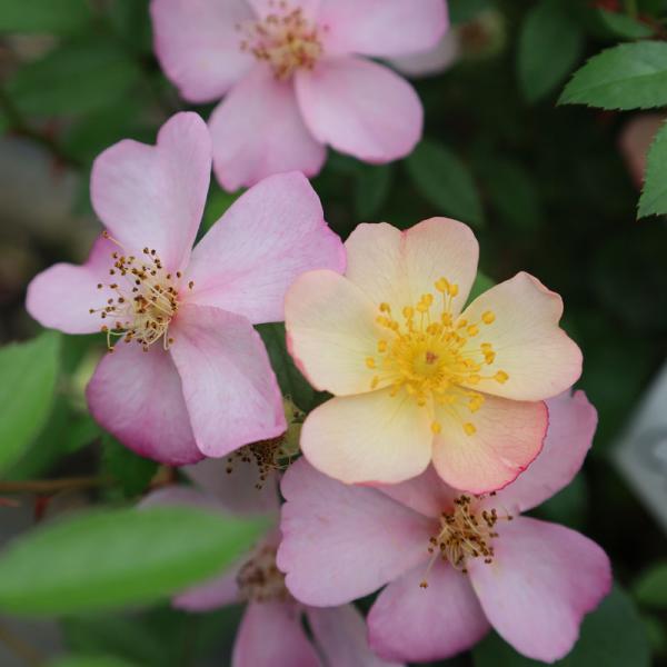 苗の生育状況により、出荷時期が前後することがございます。メーカーより直送のため、バラ苗以外の商品との混載での配送は出来ません。4鉢まで同一配送料です。5鉢以上は追加料金が発生します。配送地域によっては冬季の配送ができない場合があります。その...