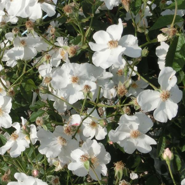 苗の生育状況により、出荷時期が前後することがございます。メーカーより直送のため、バラ苗以外の商品との混載での配送は出来ません。4鉢まで同一配送料です。5鉢以上は追加料金が発生します。配送地域によっては冬季の配送ができない場合があります。その...