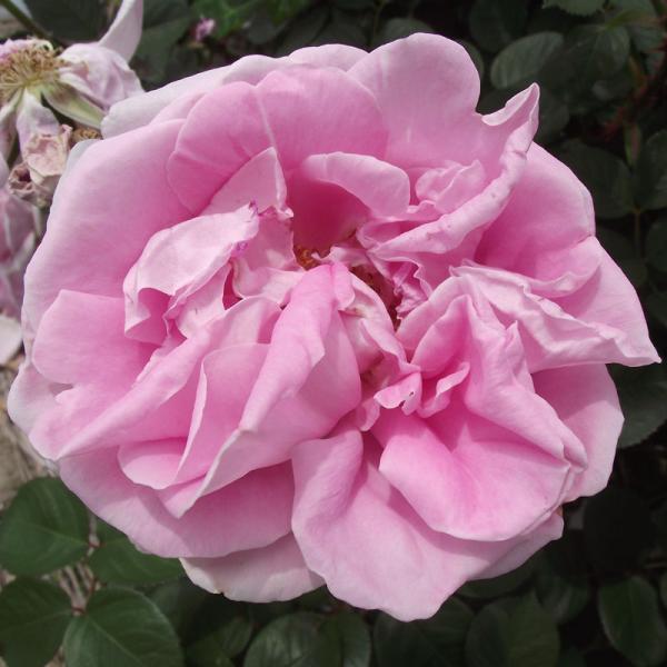 苗の生育状況により、出荷時期が前後することがございます。メーカーより直送のため、バラ苗以外の商品との混載での配送は出来ません。4鉢まで同一配送料です。5鉢以上は追加料金が発生します。配送地域によっては冬季の配送ができない場合があります。その...