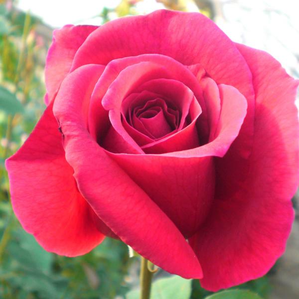 苗の生育状況により、出荷時期が前後することがございます。メーカーより直送のため、バラ苗以外の商品との混載での配送は出来ません。4鉢まで同一配送料です。5鉢以上は追加料金が発生します。配送地域によっては冬季の配送ができない場合があります。その...