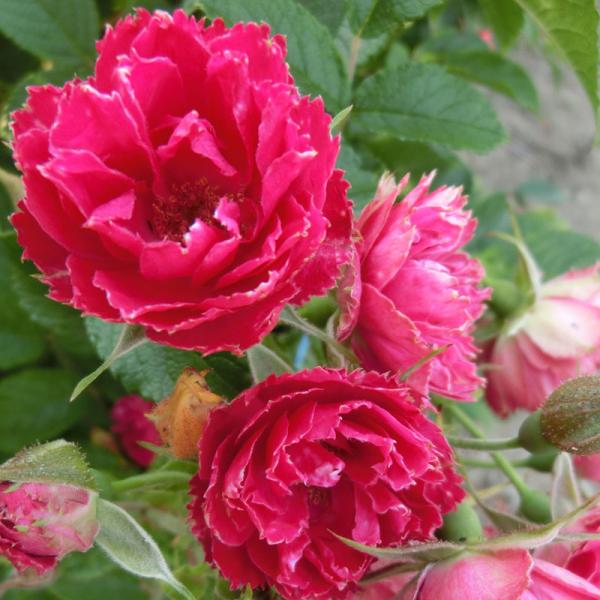 苗の生育状況により、出荷時期が前後することがございます。メーカーより直送のため、バラ苗以外の商品との混載での配送は出来ません。4鉢まで同一配送料です。5鉢以上は追加料金が発生します。配送地域によっては冬季の配送ができない場合があります。その...