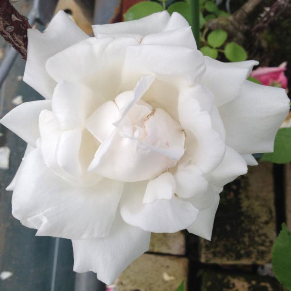 苗の生育状況により、出荷時期が前後することがございます。メーカーより直送のため、バラ苗以外の商品との混載での配送は出来ません。4鉢まで同一配送料です。5鉢以上は追加料金が発生します。配送地域によっては冬季の配送ができない場合があります。その...