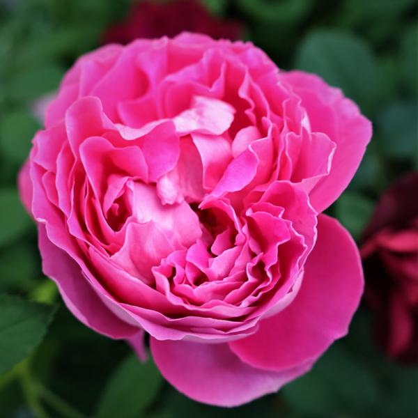 苗の生育状況により、出荷時期が前後することがございます。メーカーより直送のため、バラ苗以外の商品との混載での配送は出来ません。4鉢まで同一配送料です。5鉢以上は追加料金が発生します。配送地域によっては冬季の配送ができない場合があります。その...