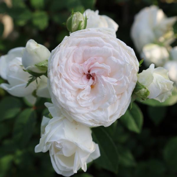 苗の生育状況により、出荷時期が前後することがございます。メーカーより直送のため、バラ苗以外の商品との混載での配送は出来ません。4鉢まで同一配送料です。5鉢以上は追加料金が発生します。配送地域によっては冬季の配送ができない場合があります。その...