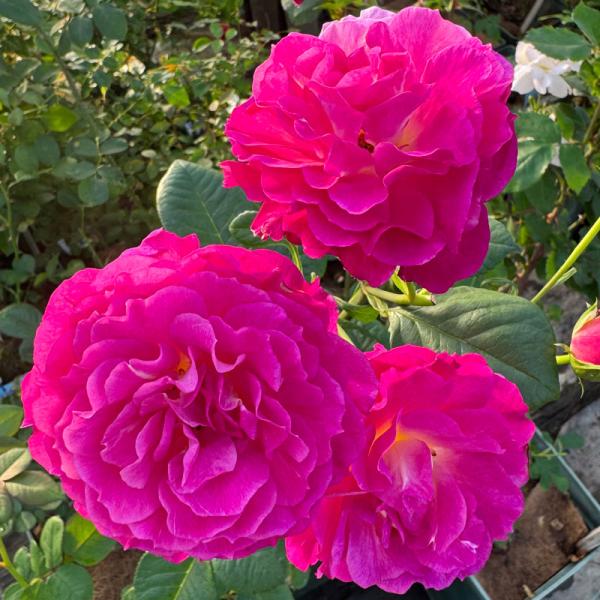 苗の生育状況により、出荷時期が前後することがございます。メーカーより直送のため、バラ苗以外の商品との混載での配送は出来ません。4鉢まで同一配送料です。5鉢以上は追加料金が発生します。配送地域によっては冬季の配送ができない場合があります。その...