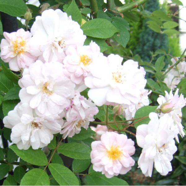 苗の生育状況により、出荷時期が前後することがございます。メーカーより直送のため、バラ苗以外の商品との混載での配送は出来ません。4鉢まで同一配送料です。5鉢以上は追加料金が発生します。配送地域によっては冬季の配送ができない場合があります。その...