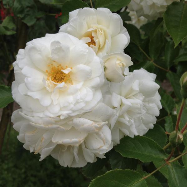 苗の生育状況により、出荷時期が前後することがございます。メーカーより直送のため、バラ苗以外の商品との混載での配送は出来ません。4鉢まで同一配送料です。5鉢以上は追加料金が発生します。配送地域によっては冬季の配送ができない場合があります。その...