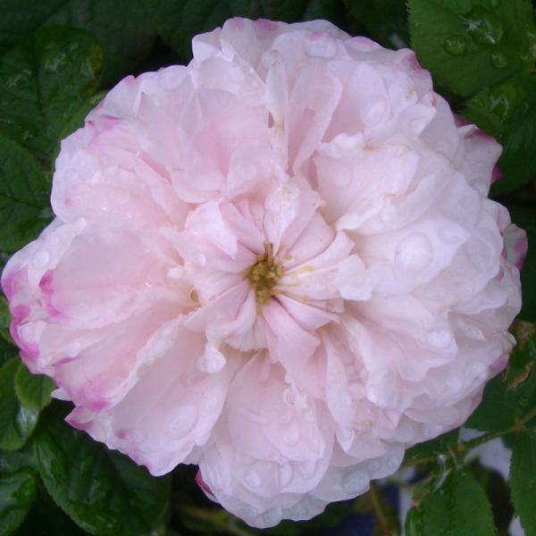 苗の生育状況により、出荷時期が前後することがございます。メーカーより直送のため、バラ苗以外の商品との混載での配送は出来ません。4鉢まで同一配送料です。5鉢以上は追加料金が発生します。配送地域によっては冬季の配送ができない場合があります。その...