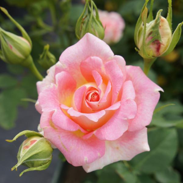 苗の生育状況により、出荷時期が前後することがございます。メーカーより直送のため、バラ苗以外の商品との混載での配送は出来ません。4鉢まで同一配送料です。5鉢以上は追加料金が発生します。配送地域によっては冬季の配送ができない場合があります。その...