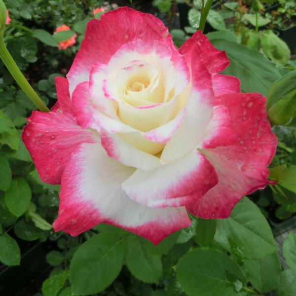 苗の生育状況により、出荷時期が前後することがございます。メーカーより直送のため、バラ苗以外の商品との混載での配送は出来ません。4鉢まで同一配送料です。5鉢以上は追加料金が発生します。配送地域によっては冬季の配送ができない場合があります。その...