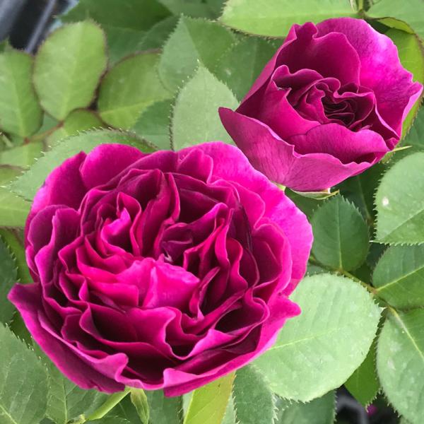 苗の生育状況により、出荷時期が前後することがございます。メーカーより直送のため、バラ苗以外の商品との混載での配送は出来ません。4鉢まで同一配送料です。5鉢以上は追加料金が発生します。配送地域によっては冬季の配送ができない場合があります。その...