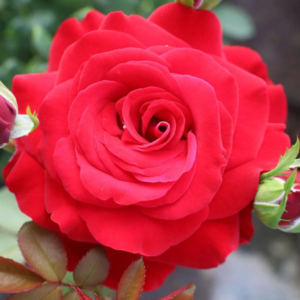 苗の生育状況により、出荷時期が前後することがございます。メーカーより直送のため、バラ苗以外の商品との混載での配送は出来ません。4鉢まで同一配送料です。5鉢以上は追加料金が発生します。配送地域によっては冬季の配送ができない場合があります。その...