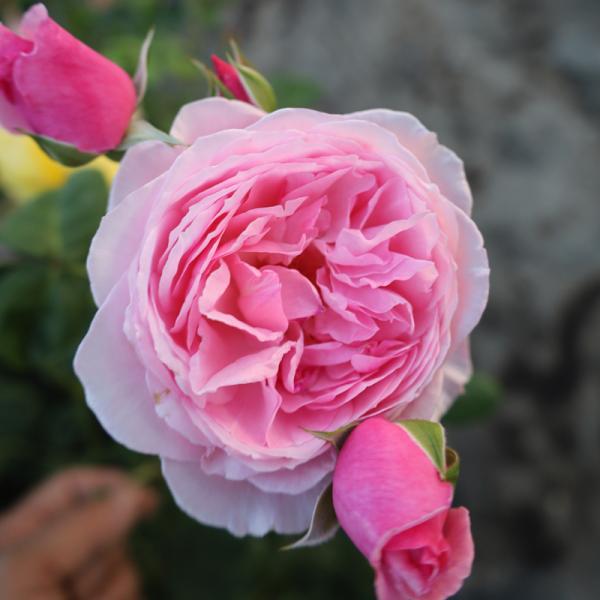 苗の生育状況により、出荷時期が前後することがございます。メーカーより直送のため、バラ苗以外の商品との混載での配送は出来ません。4鉢まで同一配送料です。5鉢以上は追加料金が発生します。配送地域によっては冬季の配送ができない場合があります。その...