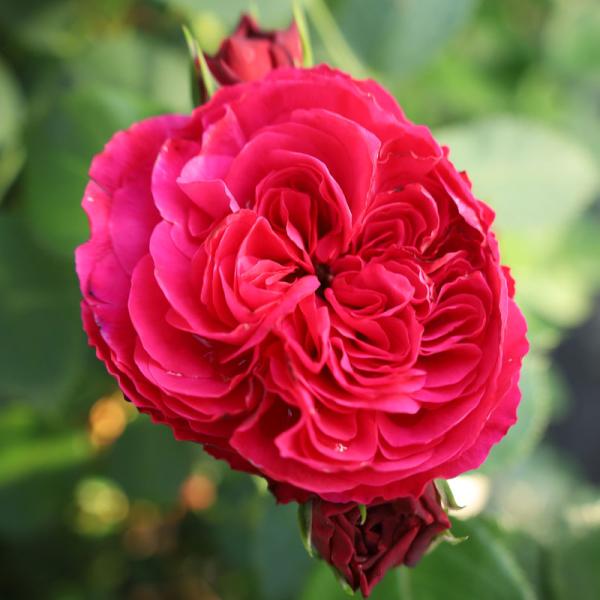 苗の生育状況により、出荷時期が前後することがございます。メーカーより直送のため、バラ苗以外の商品との混載での配送は出来ません。4鉢まで同一配送料です。5鉢以上は追加料金が発生します。配送地域によっては冬季の配送ができない場合があります。その...