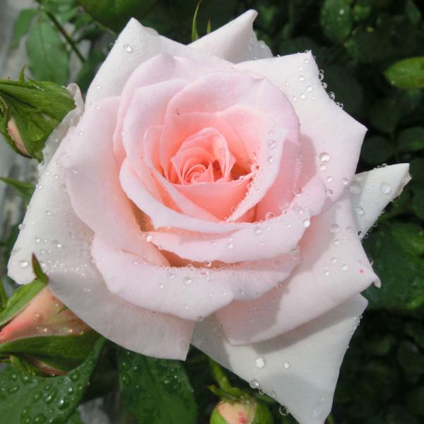 苗の生育状況により、出荷時期が前後することがございます。メーカーより直送のため、バラ苗以外の商品との混載での配送は出来ません。4鉢まで同一配送料です。5鉢以上は追加料金が発生します。配送地域によっては冬季の配送ができない場合があります。その...