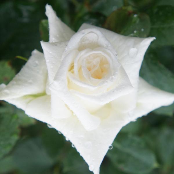 苗の生育状況により、出荷時期が前後することがございます。メーカーより直送のため、バラ苗以外の商品との混載での配送は出来ません。4鉢まで同一配送料です。5鉢以上は追加料金が発生します。配送地域によっては冬季の配送ができない場合があります。その...