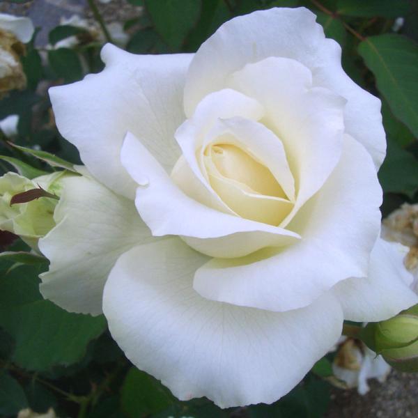 苗の生育状況により、出荷時期が前後することがございます。メーカーより直送のため、バラ苗以外の商品との混載での配送は出来ません。4鉢まで同一配送料です。5鉢以上は追加料金が発生します。配送地域によっては冬季の配送ができない場合があります。その...