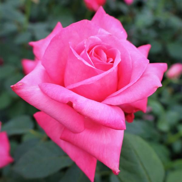 苗の生育状況により、出荷時期が前後することがございます。メーカーより直送のため、バラ苗以外の商品との混載での配送は出来ません。4鉢まで同一配送料です。5鉢以上は追加料金が発生します。配送地域によっては冬季の配送ができない場合があります。その...