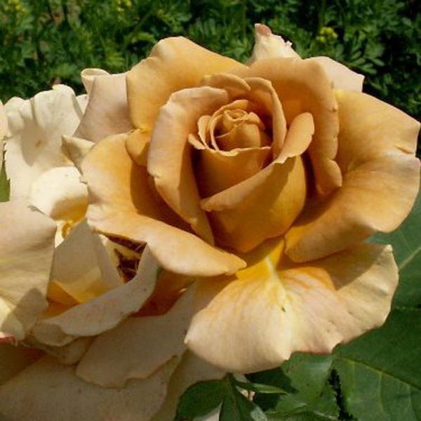 苗の生育状況により、出荷時期が前後することがございます。メーカーより直送のため、バラ苗以外の商品との混載での配送は出来ません。4鉢まで同一配送料です。5鉢以上は追加料金が発生します。配送地域によっては冬季の配送ができない場合があります。その...