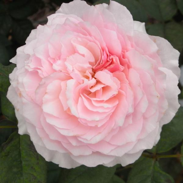 苗の生育状況により、出荷時期が前後することがございます。メーカーより直送のため、バラ苗以外の商品との混載での配送は出来ません。4鉢まで同一配送料です。5鉢以上は追加料金が発生します。配送地域によっては冬季の配送ができない場合があります。その...