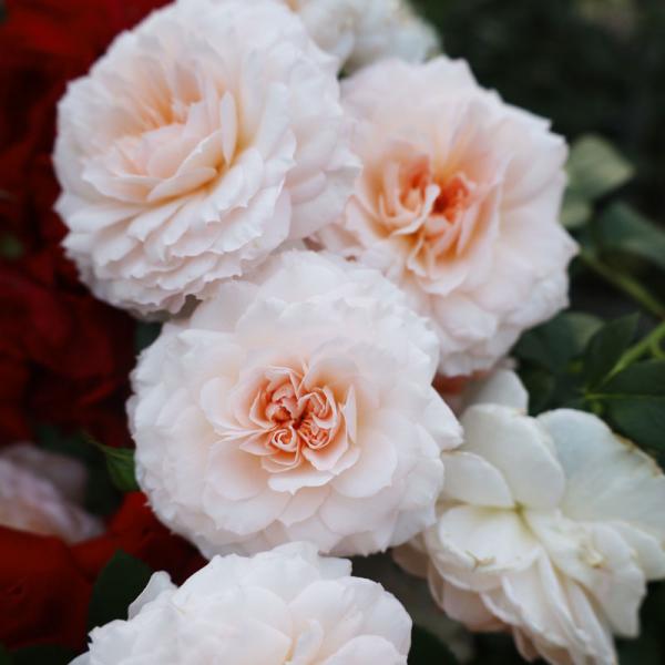 苗の生育状況により、出荷時期が前後することがございます。メーカーより直送のため、バラ苗以外の商品との混載での配送は出来ません。4鉢まで同一配送料です。5鉢以上は追加料金が発生します。配送地域によっては冬季の配送ができない場合があります。その...