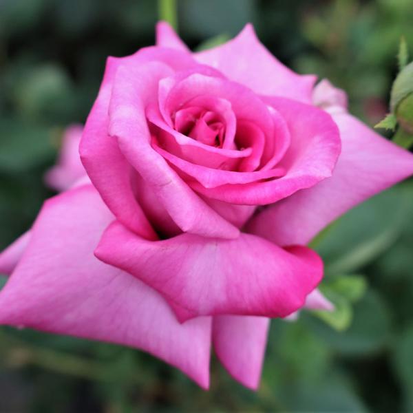 苗の生育状況により、出荷時期が前後することがございます。メーカーより直送のため、バラ苗以外の商品との混載での配送は出来ません。4鉢まで同一配送料です。5鉢以上は追加料金が発生します。配送地域によっては冬季の配送ができない場合があります。その...