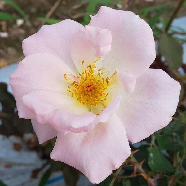 苗の生育状況により、出荷時期が前後することがございます。メーカーより直送のため、バラ苗以外の商品との混載での配送は出来ません。4鉢まで同一配送料です。5鉢以上は追加料金が発生します。配送地域によっては冬季の配送ができない場合があります。その...