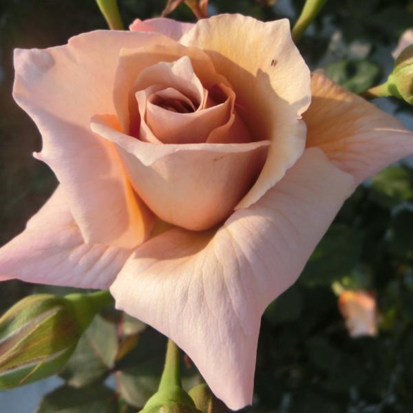 苗の生育状況により、出荷時期が前後することがございます。メーカーより直送のため、バラ苗以外の商品との混載での配送は出来ません。4鉢まで同一配送料です。5鉢以上は追加料金が発生します。配送地域によっては冬季の配送ができない場合があります。その...