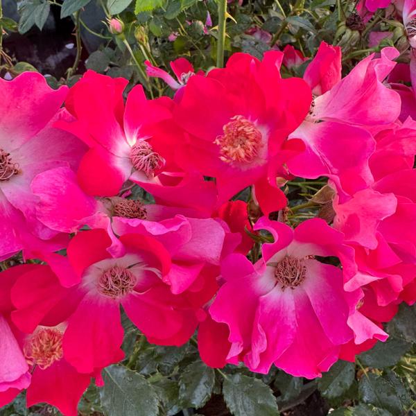 苗の生育状況により、出荷時期が前後することがございます。メーカーより直送のため、バラ苗以外の商品との混載での配送は出来ません。4鉢まで同一配送料です。5鉢以上は追加料金が発生します。配送地域によっては冬季の配送ができない場合があります。その...