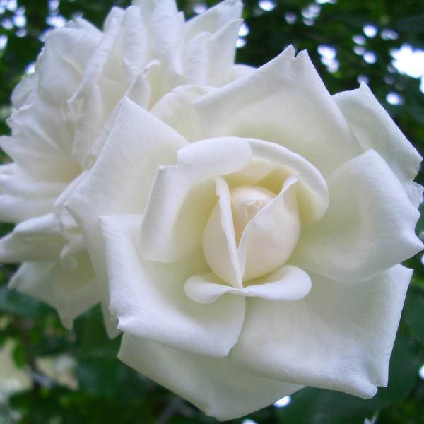 苗の生育状況により、出荷時期が前後することがございます。メーカーより直送のため、バラ苗以外の商品との混載での配送は出来ません。4鉢まで同一配送料です。5鉢以上は追加料金が発生します。配送地域によっては冬季の配送ができない場合があります。その...