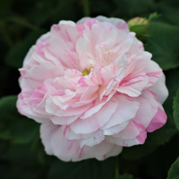 苗の生育状況により、出荷時期が前後することがございます。メーカーより直送のため、バラ苗以外の商品との混載での配送は出来ません。4鉢まで同一配送料です。5鉢以上は追加料金が発生します。配送地域によっては冬季の配送ができない場合があります。その...