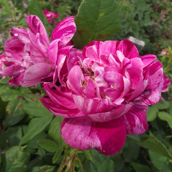 苗の生育状況により、出荷時期が前後することがございます。メーカーより直送のため、バラ苗以外の商品との混載での配送は出来ません。4鉢まで同一配送料です。5鉢以上は追加料金が発生します。配送地域によっては冬季の配送ができない場合があります。その...