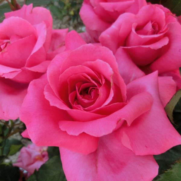 苗の生育状況により、出荷時期が前後することがございます。メーカーより直送のため、バラ苗以外の商品との混載での配送は出来ません。4鉢まで同一配送料です。5鉢以上は追加料金が発生します。配送地域によっては冬季の配送ができない場合があります。その...