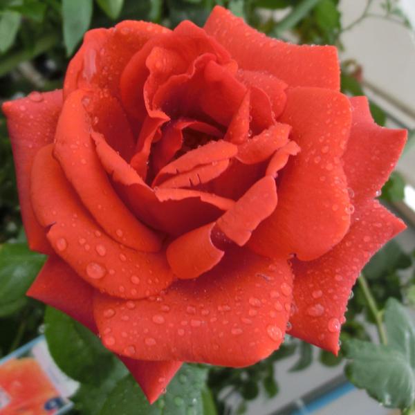 苗の生育状況により、出荷時期が前後することがございます。メーカーより直送のため、バラ苗以外の商品との混載での配送は出来ません。4鉢まで同一配送料です。5鉢以上は追加料金が発生します。配送地域によっては冬季の配送ができない場合があります。その...