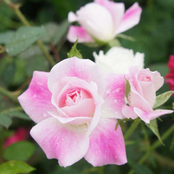 苗の生育状況により、出荷時期が前後することがございます。メーカーより直送のため、バラ苗以外の商品との混載での配送は出来ません。4鉢まで同一配送料です。5鉢以上は追加料金が発生します。配送地域によっては冬季の配送ができない場合があります。その...