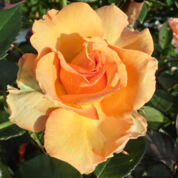 苗の生育状況により、出荷時期が前後することがございます。メーカーより直送のため、バラ苗以外の商品との混載での配送は出来ません。4鉢まで同一配送料です。5鉢以上は追加料金が発生します。配送地域によっては冬季の配送ができない場合があります。その...